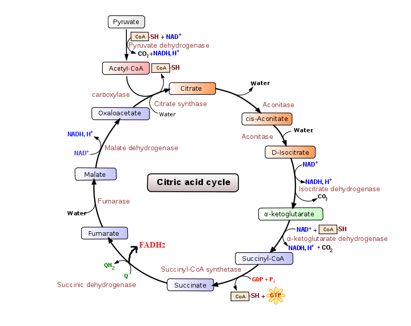 Citric acid cycle or TCA (tricarboxylic acid) cycle