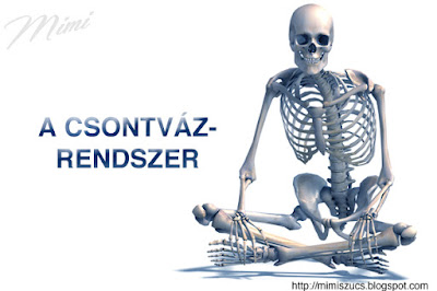 Mimi Fitness: Anatómia alapok 3. - A csontvázrendszer