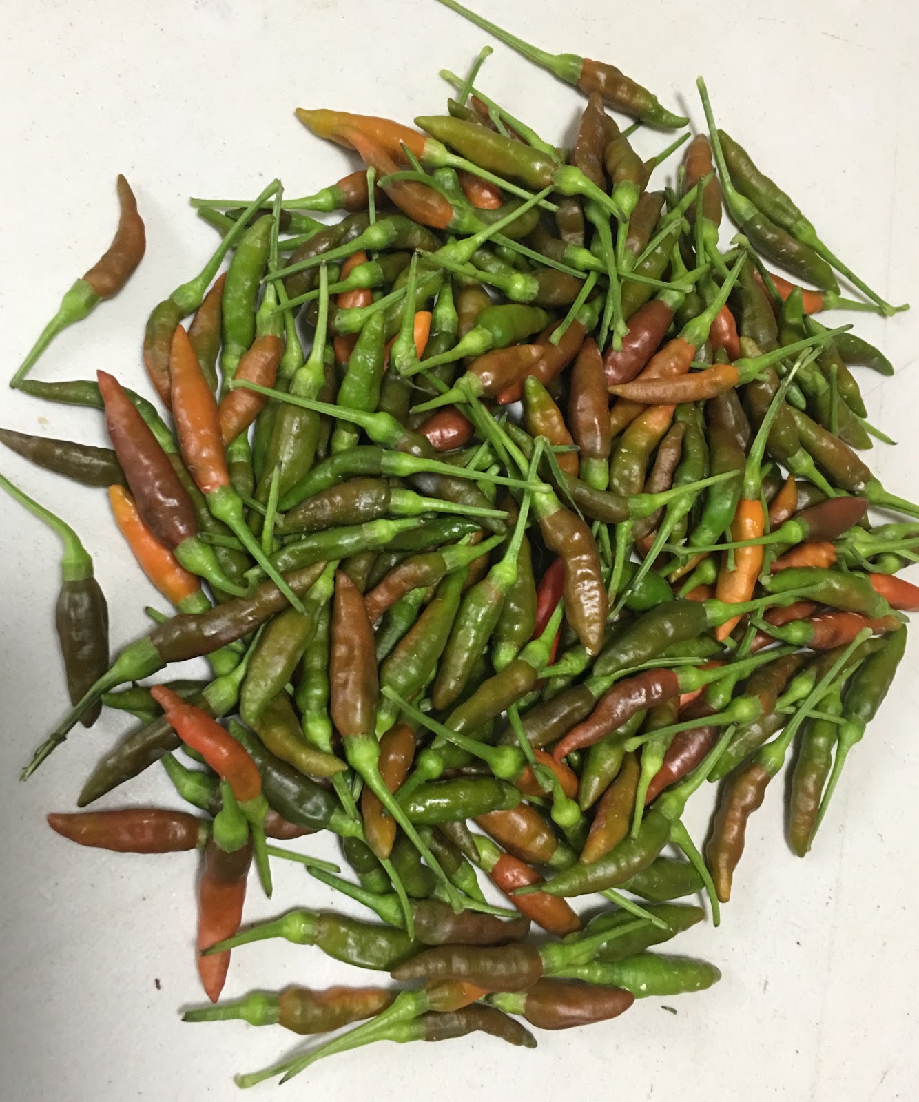 Anjel Farm & Garden: Pokok Cili Burung