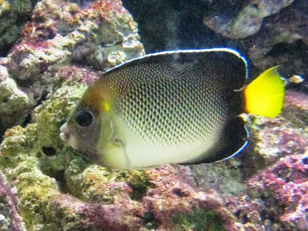 Angelfish - Ikan Angel