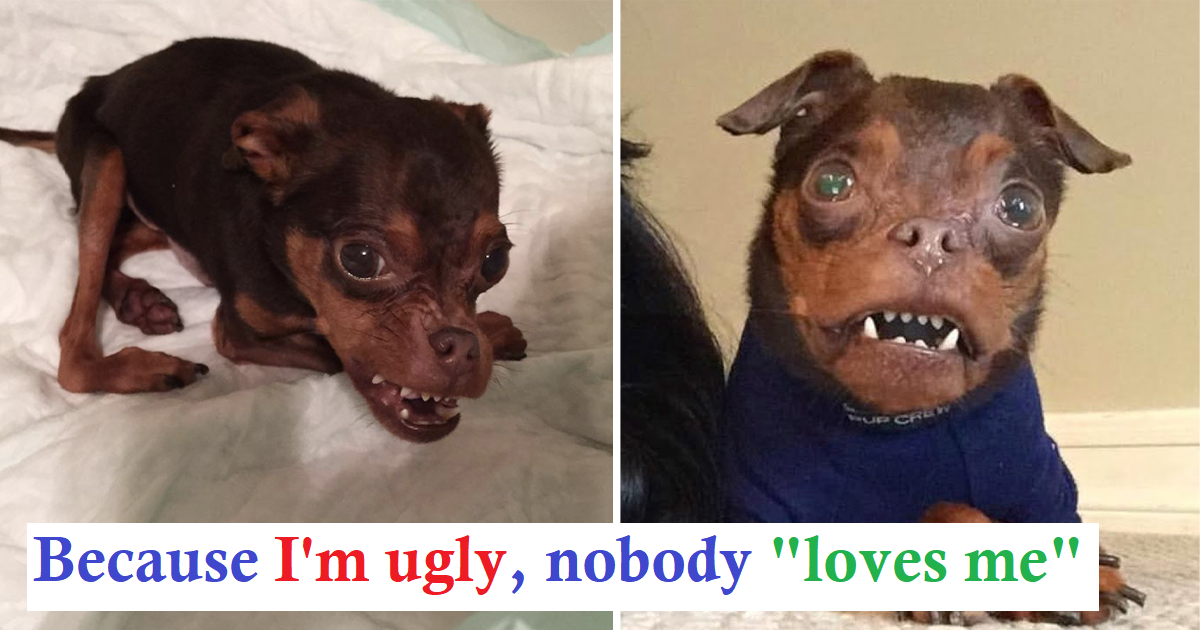 Deformed Dog Gets Ignored Because Adopters Think He’s Hideous