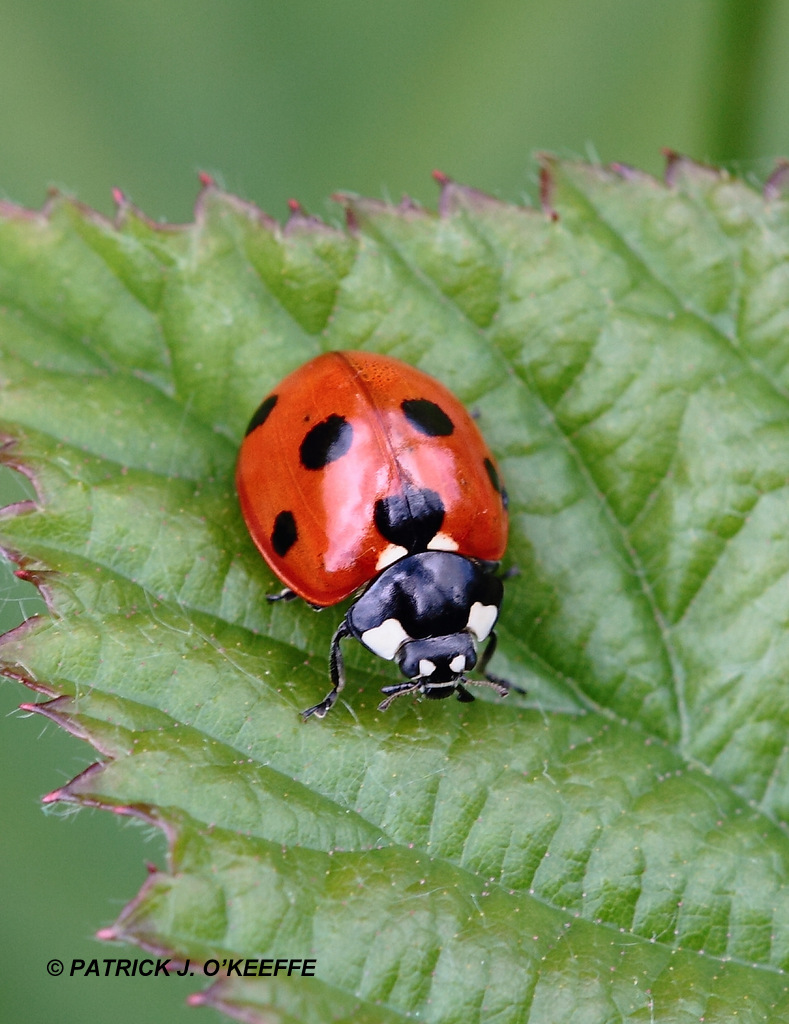 Raw Birds: LADYBIRD / SEVEN SPOTTED LADYBUG (Sympetrum striolatum ...
