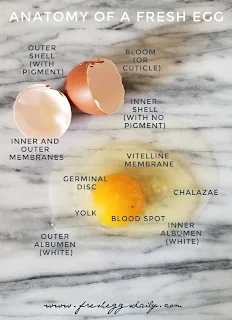 Anatomy of a Fresh Egg - Fresh Eggs Daily® with Lisa Steele