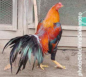 BReeder: Characteristics of the Fantail as compared to Wild type