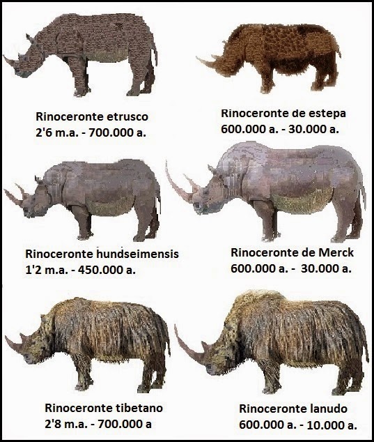 TIERRA SYLVANA: RINOCERONTES.