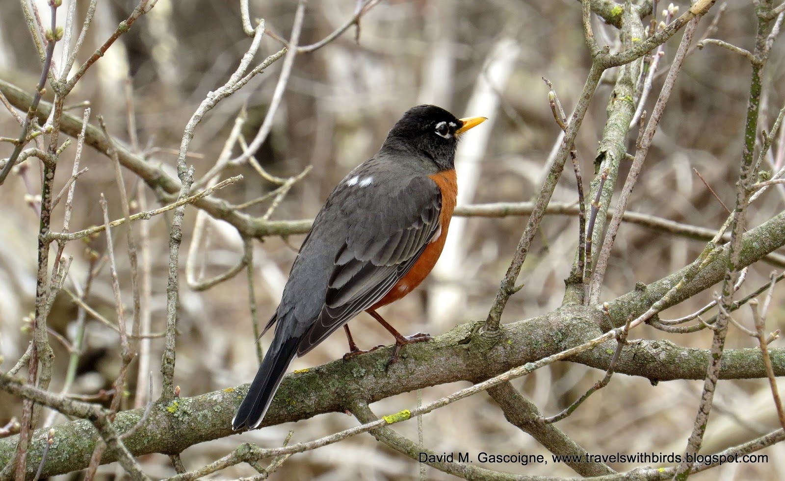 Leucistic American Robin (Merle d'Amérique) in Waterloo - Travels With ...
