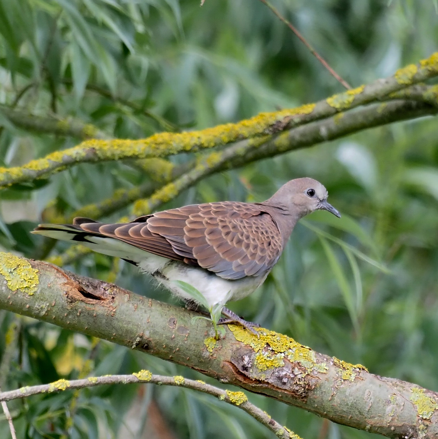 CAMBRIDGESHIRE BIRD CLUB GALLERY Turtle Dove cambridgeshire-bird-club-gallery-turtle-dove