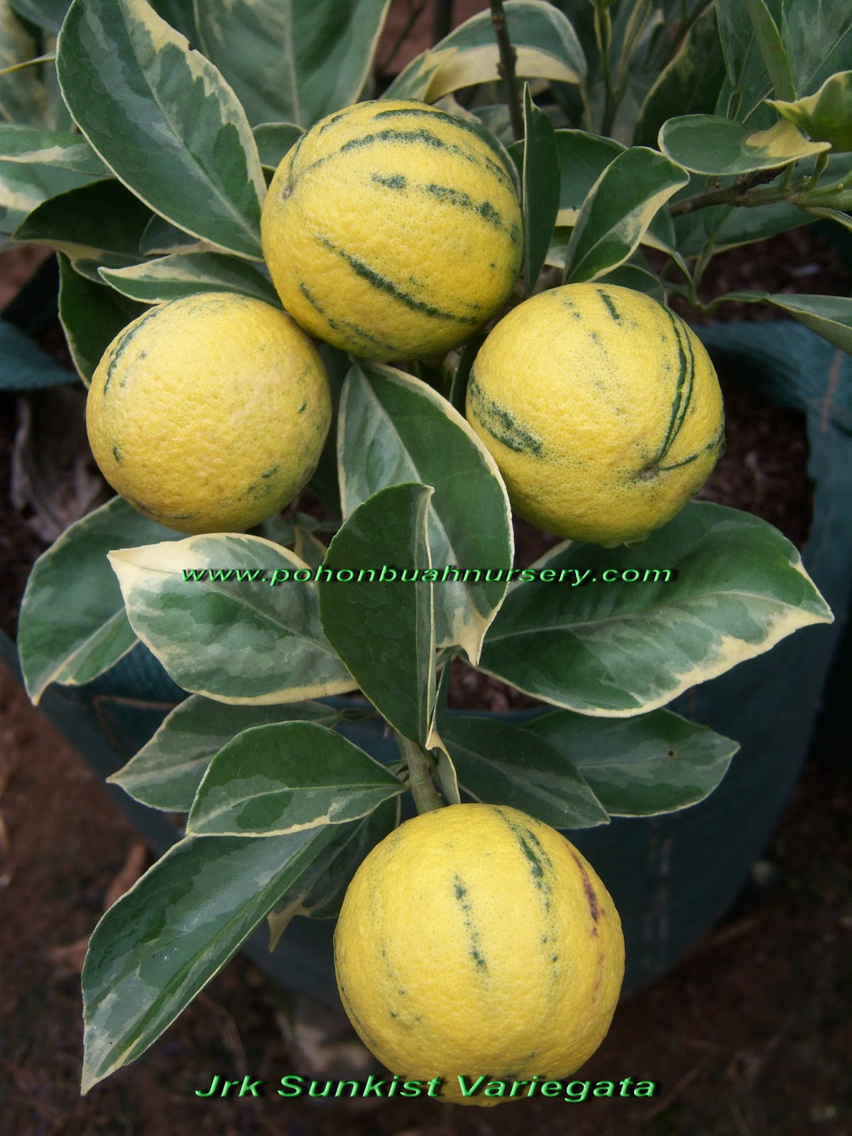 PBN: Jeruk Sunkist Variegata (Dom Kuning)