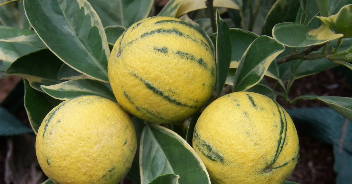 PBN: Jeruk Sunkist Variegata (Dom Kuning)