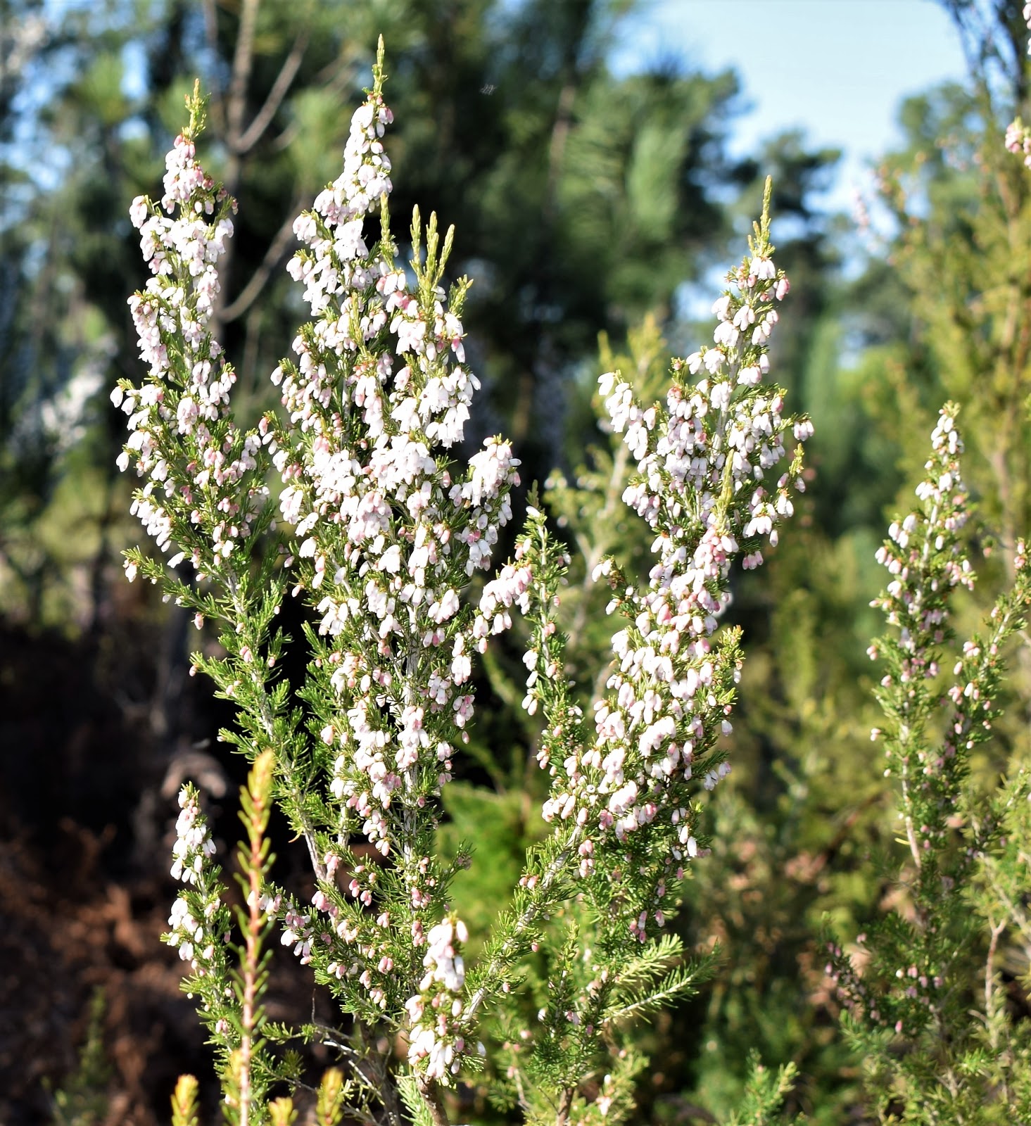Plantas: Beleza e Diversidade: Urze-branca (Erica lusitanica)