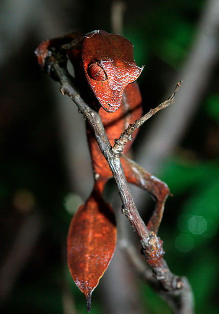 The Jungle Store: The Satanic Leaf-Tailed Gecko
