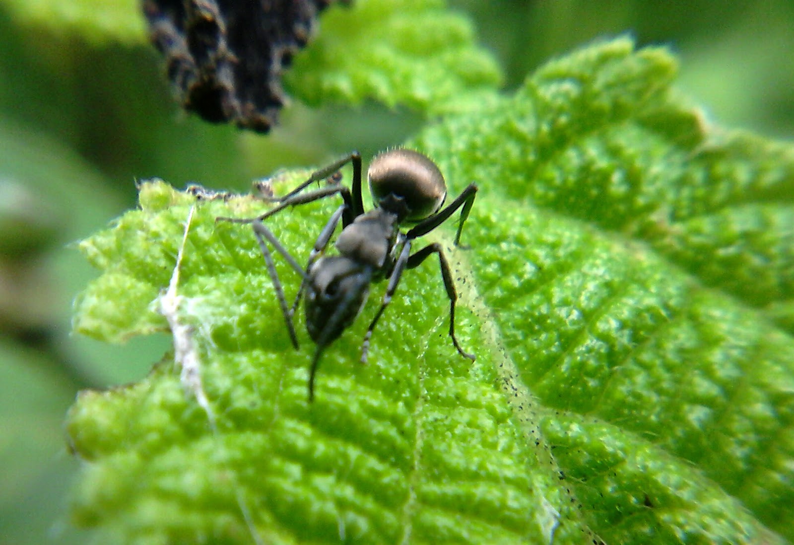 Semut Hitam Dan Semut Item | SalPret