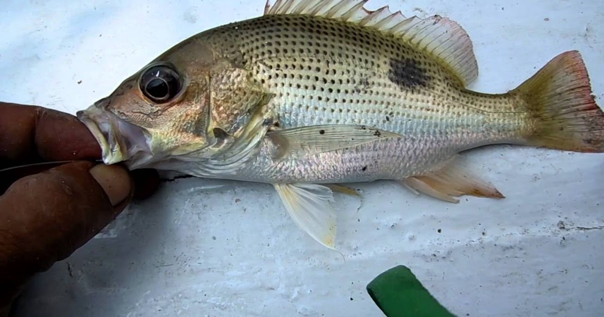 Ikan Jenaha; Klasifikasi, Morfologi, Habitat Dll - Melek Perikanan