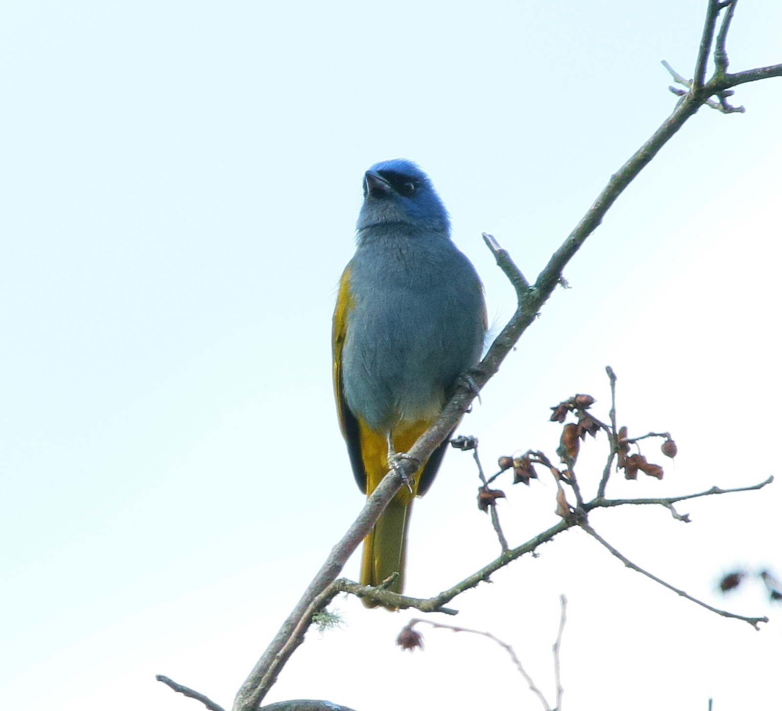 Nuestro bello mundo...: Pajareando en el Parque Nacional Sierra de La ...