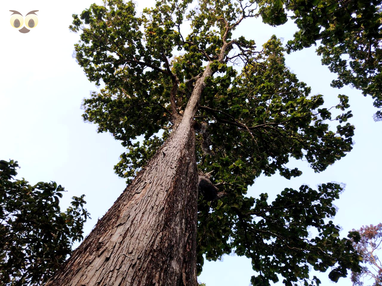 Spotted Owlets: The Jagara Valley’s 400 Year Old Heritage