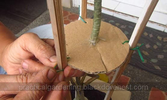 Practical Gardening: Designer Adenium Stem Sculpture 2 - Twist Basket ...