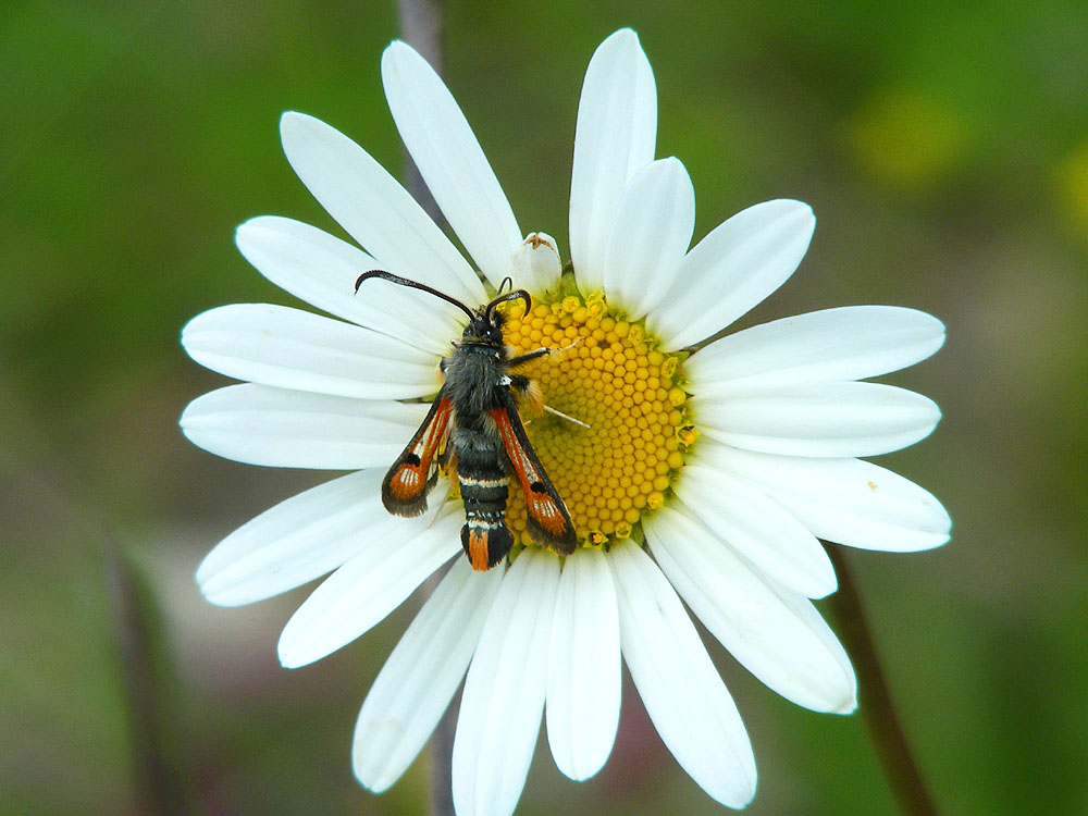 Days on the Claise: Insect Action in the Orchard