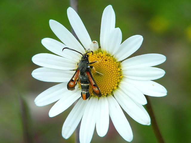 Days on the Claise: Insect Action in the Orchard