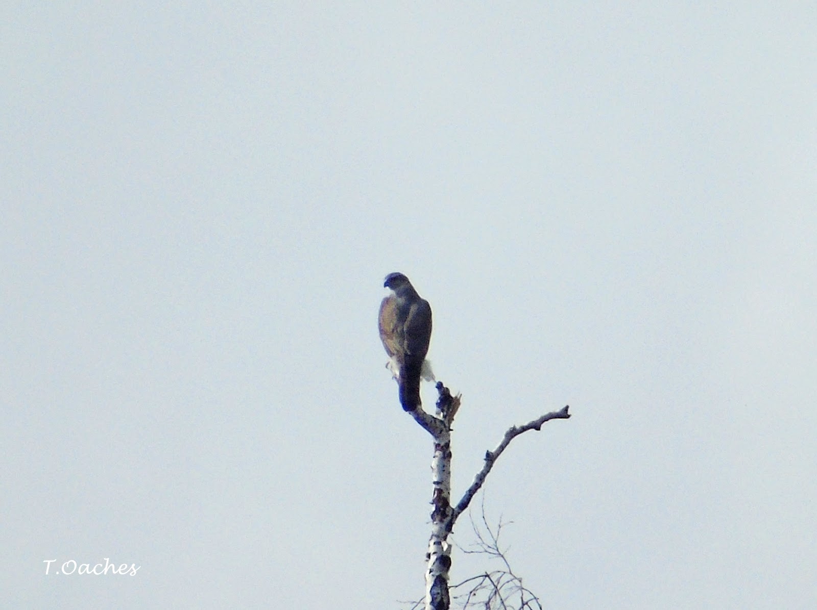 PASARI DIN ROMANIA: ULIU PORUMBAR (ULIUL GAINILOR), Accipiter gentilis