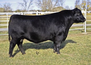 The GENEX Blog: Angus EPD Highlights