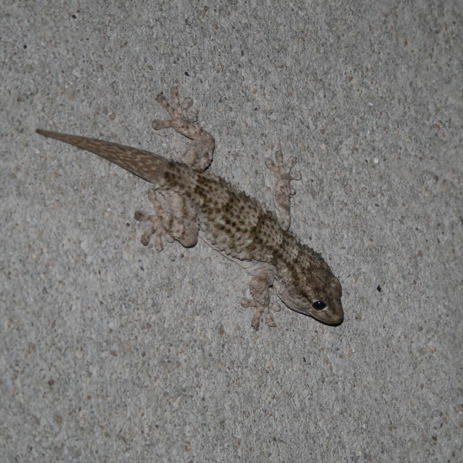 La Gramigna: I gechi si mettono in posa!