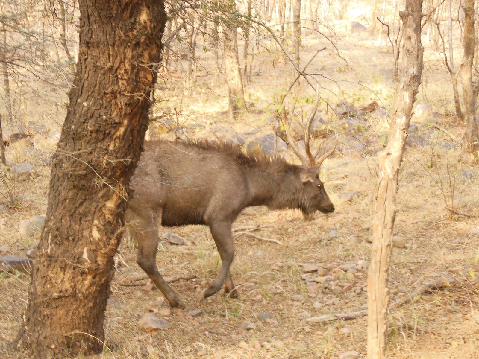 ADVENTURE GROUP: ANIMALS IN RANTHAMBORE NATIONAL PARK IN SAWAI MADHOPUR ...