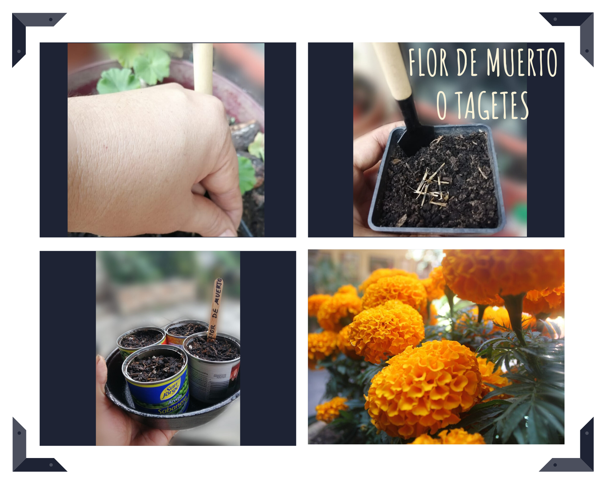 CONOCES LA FLOR DE MUERTO?? | Crescere