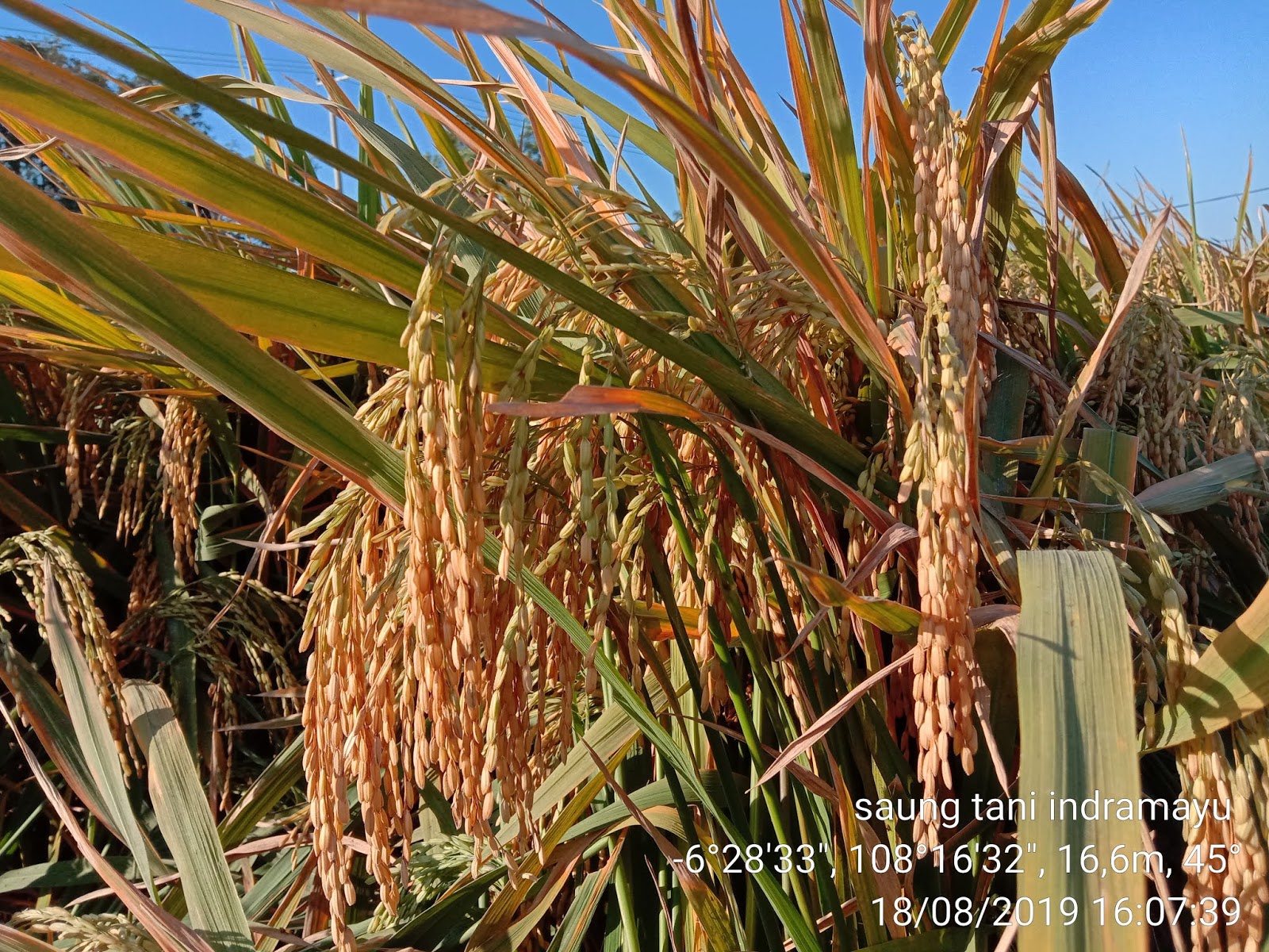 MENENTUKAN VARIETAS ADALAH SALAHSATU KUNCI USAHA TANI PADI - SAUNGTANI