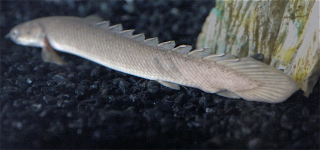 Fish Pictures: Gray bichir - Polypterus senegalus