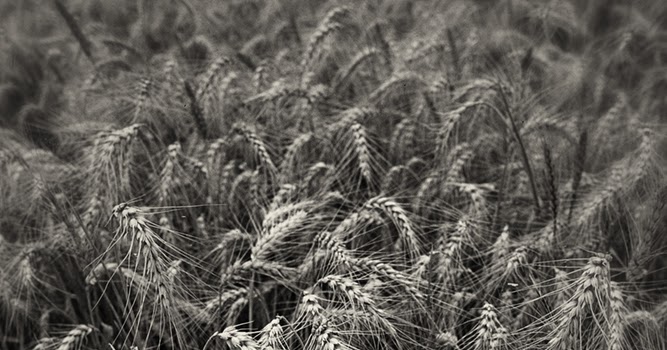 Dan Routh Photography: Bearded Wheat