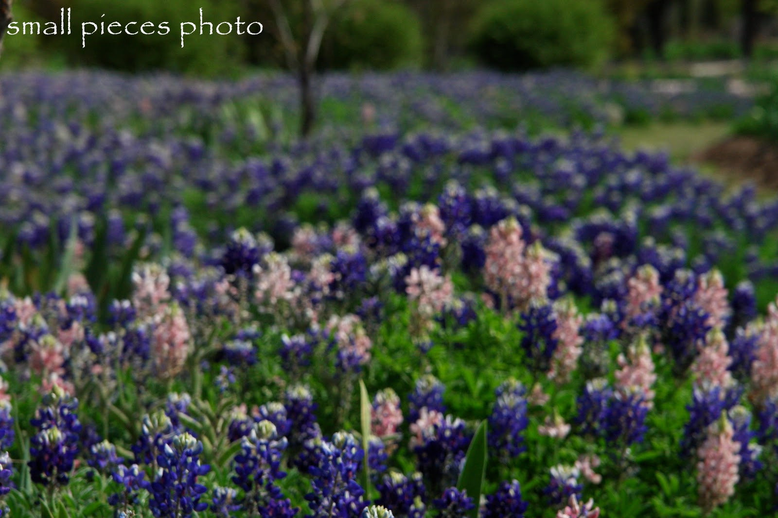 Behind the Small Pieces: Texas Blue/Pink/White and Maroon Blue Bonnets!!
