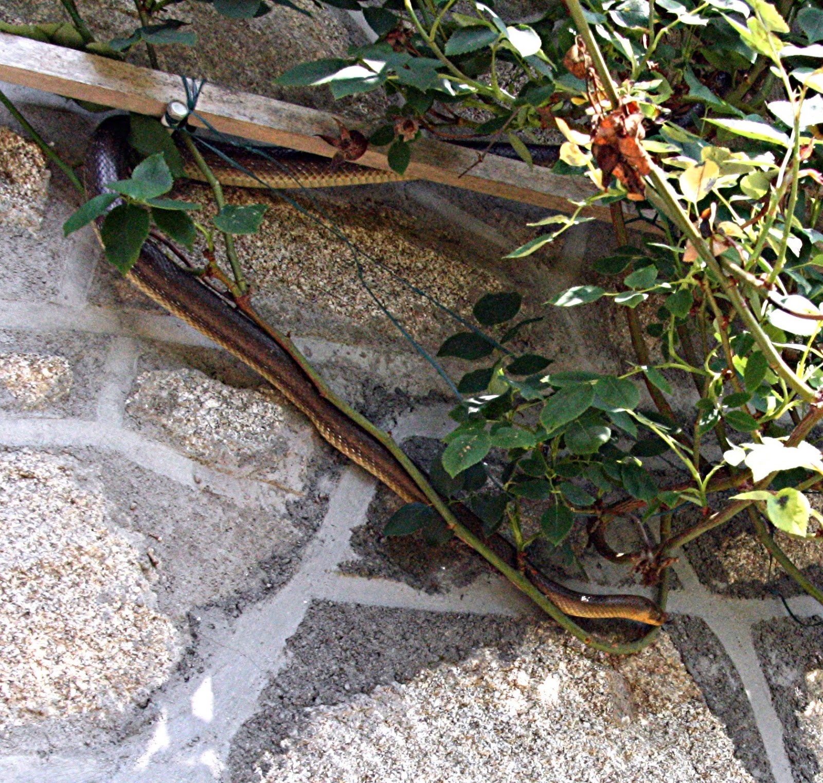 ShukerNature: A TRIO OF MEDITERRANEAN MYSTERY SNAKES