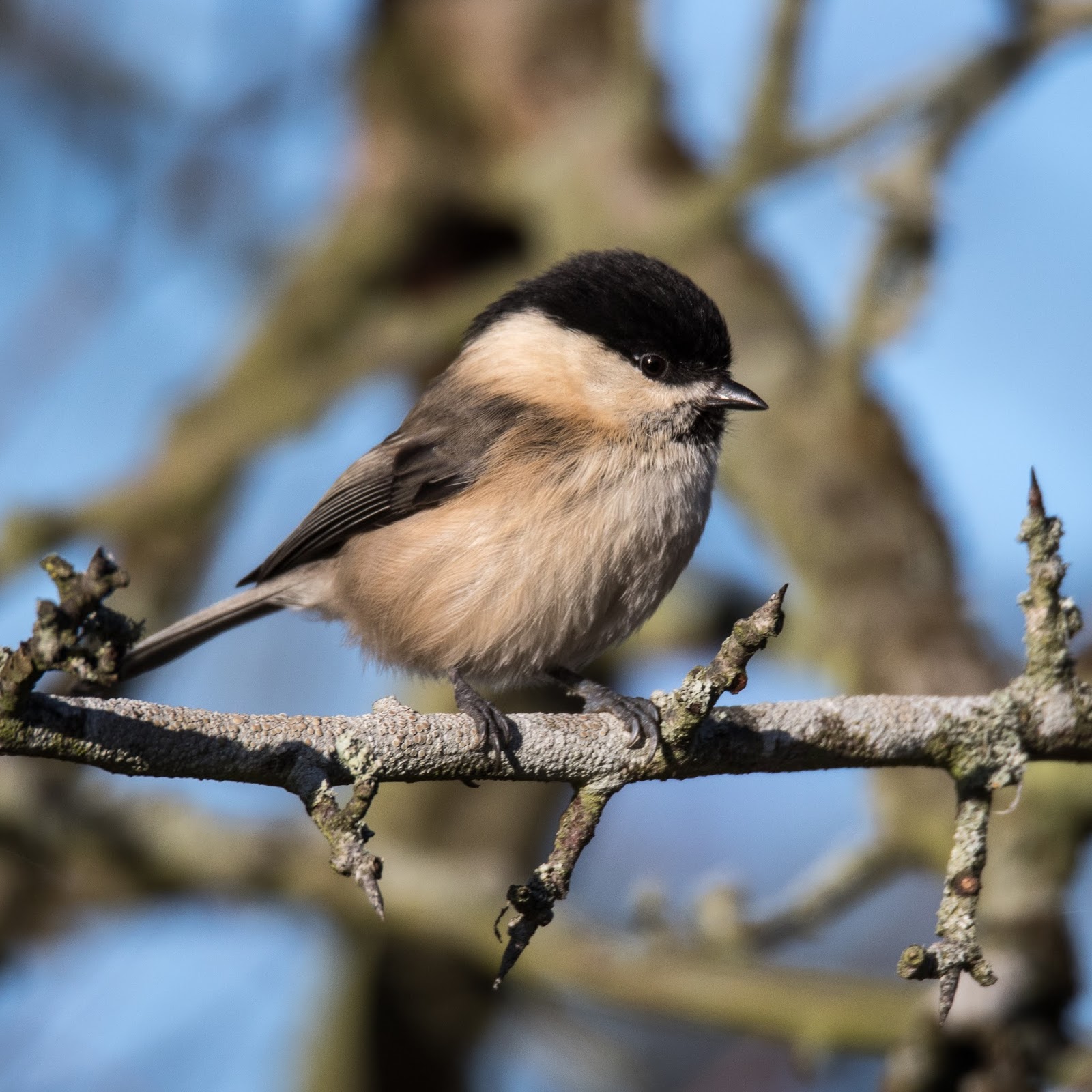 TrogTrogBlog: Bird of the week - Willow tit