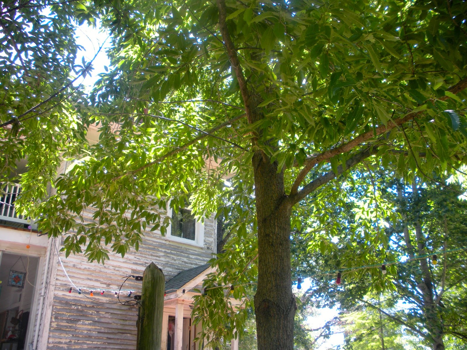 Memphis Trees: A trip to the farm