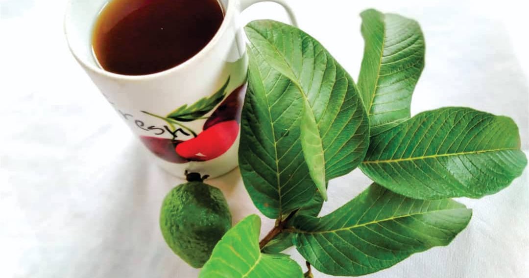10 HEALTH BENEFITS OF GAUVA LEAF TEA