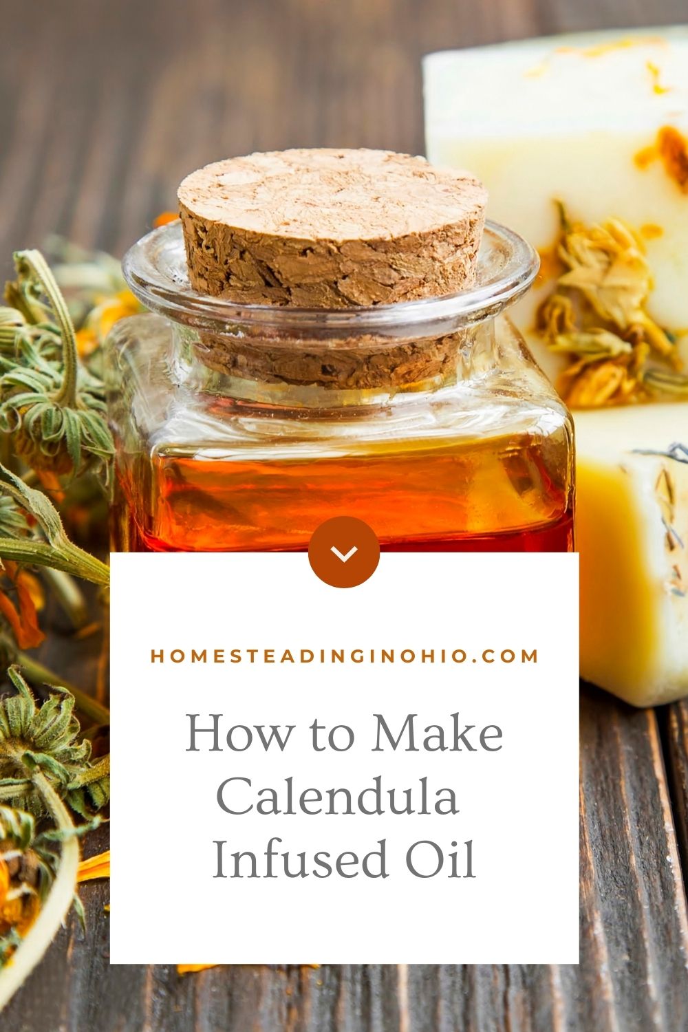 How to Make Calendula Infused Oil - Homesteading in Ohio