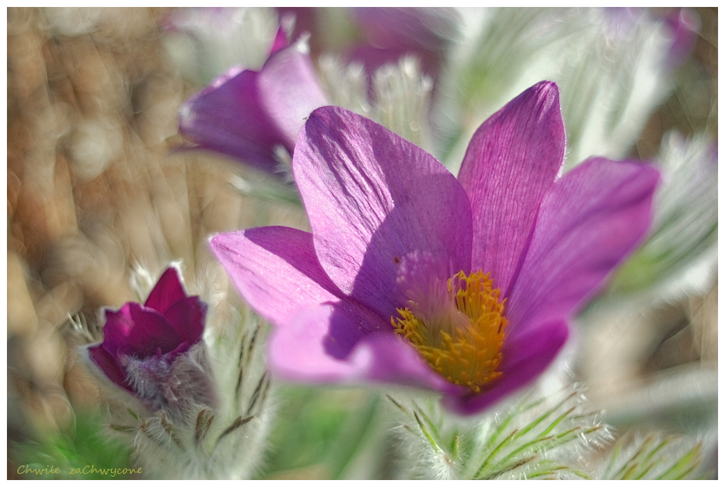 Chwile zaChwycone: Sasanka otwarta