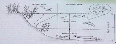 Ekosistem 2: Habitat dan Relung - Zona Belajar IPA SMP