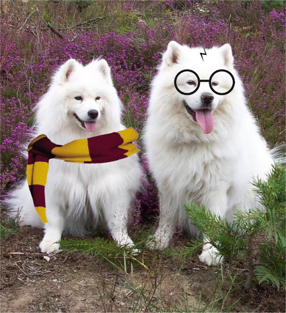 ANIMALS TIME : Dog edited time (hora del perro editado) Gallery 7