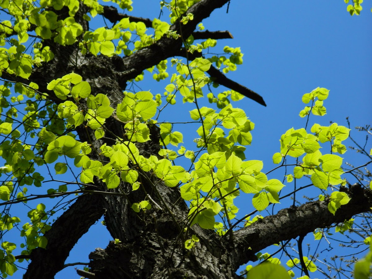 LA MULTI ANI, ROMANIA!: Verdele crud al primaverii. Frunze de tei