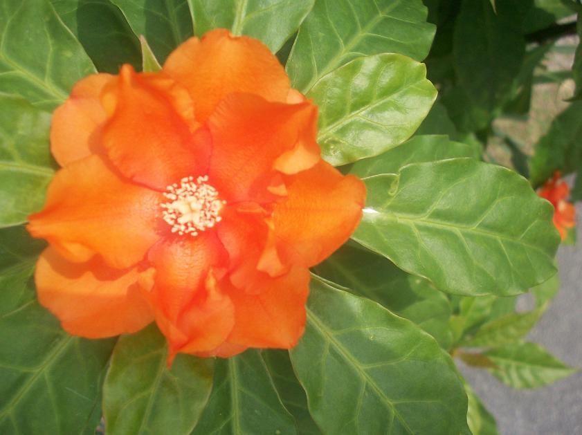 Dunia CMelor: Tanam Pokok Bunga Pun Perlu Ada Ilmu Tauuuuu....