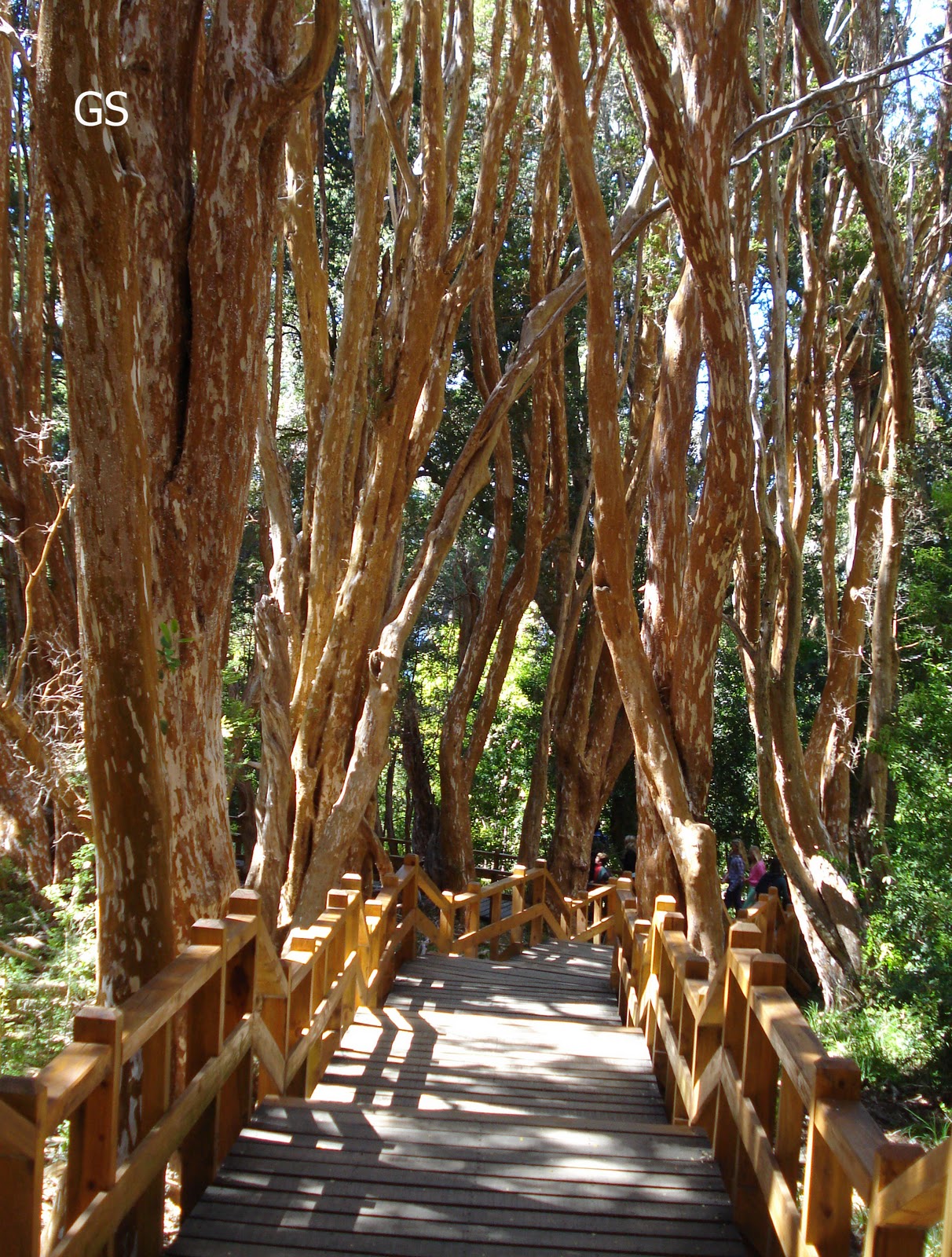 El Rutero: Isla Victoria y Bosque de Arrayanes