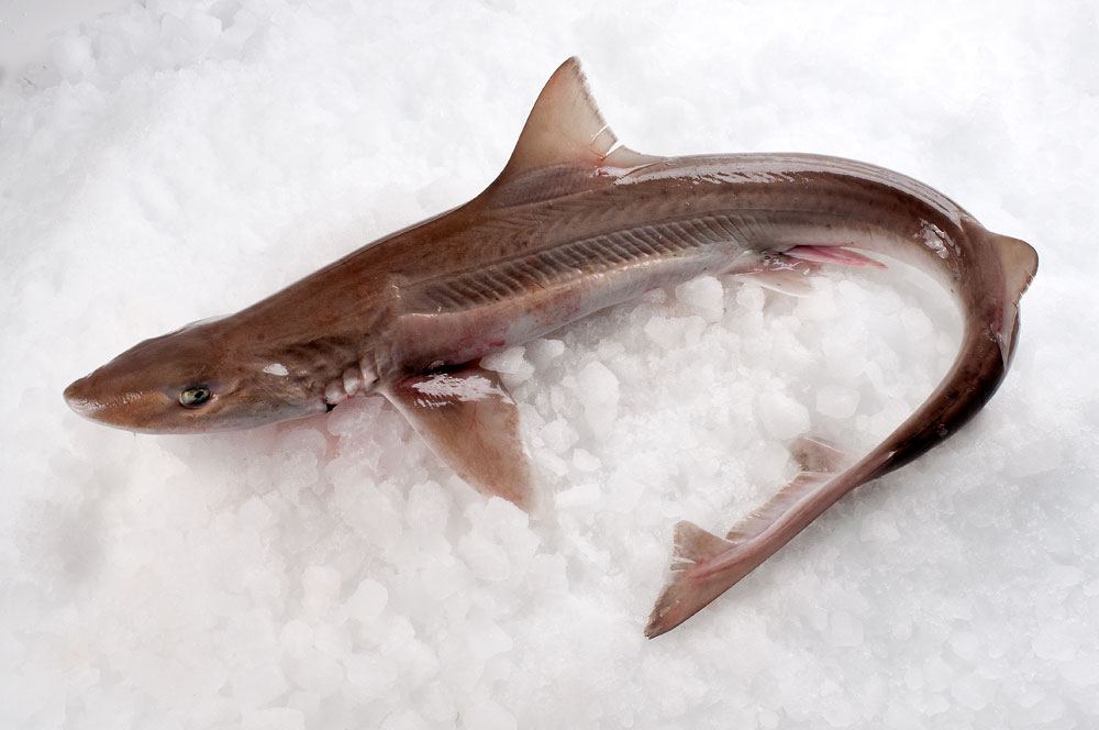 El especiero de Patricia: FRITURA DE CAZÓN EN ADOBO