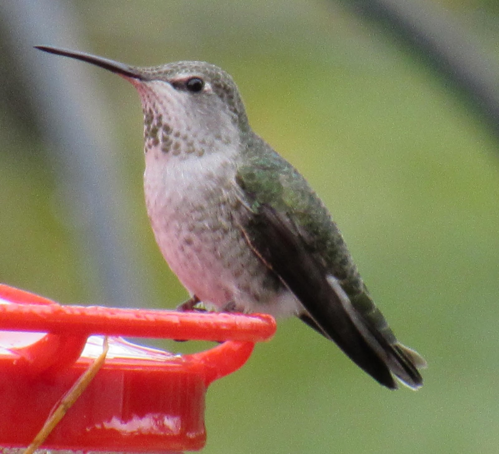 Garden Grumbles and Cross Stitch Fumbles: Three Hummers