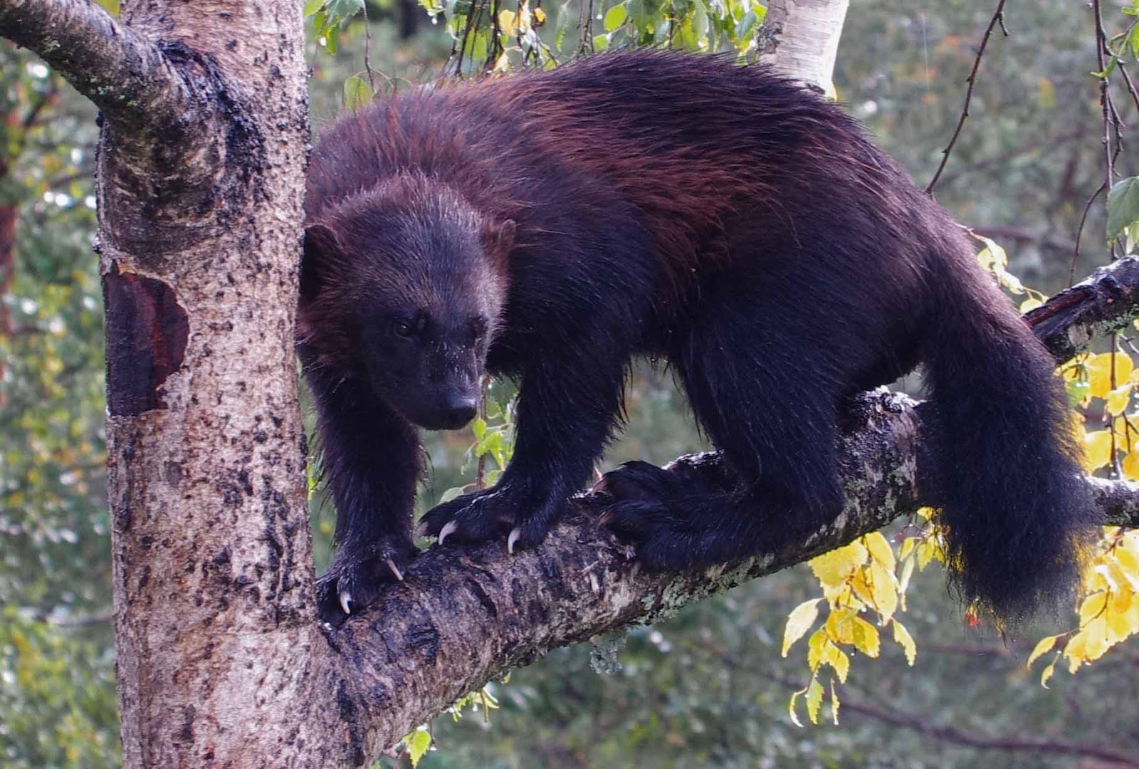 Florent Rivère: Glouton (gulo gulo)