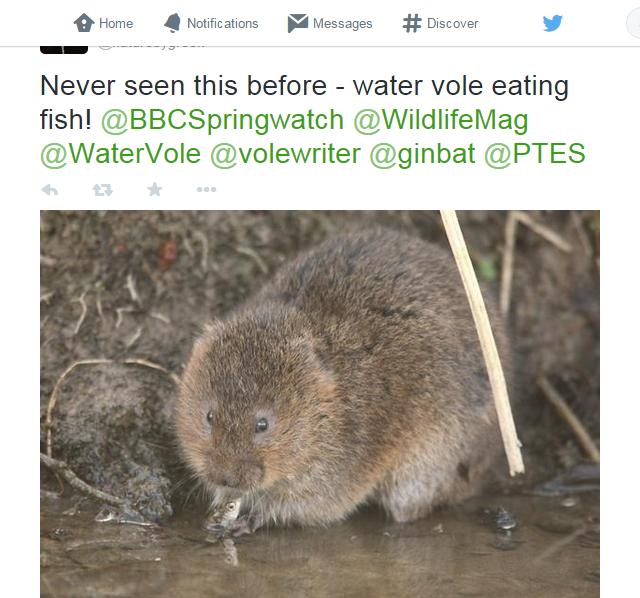 About a Brook: Fantastic Photo - Water Vole Eating a Fish!