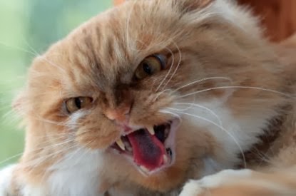 ♥ ♥ Gato Mania ♥ ♥: COMO DOMAR UM GATO BRAVO