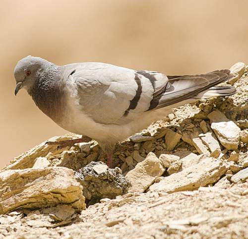 Hill pigeon | Birds of India | Bird World