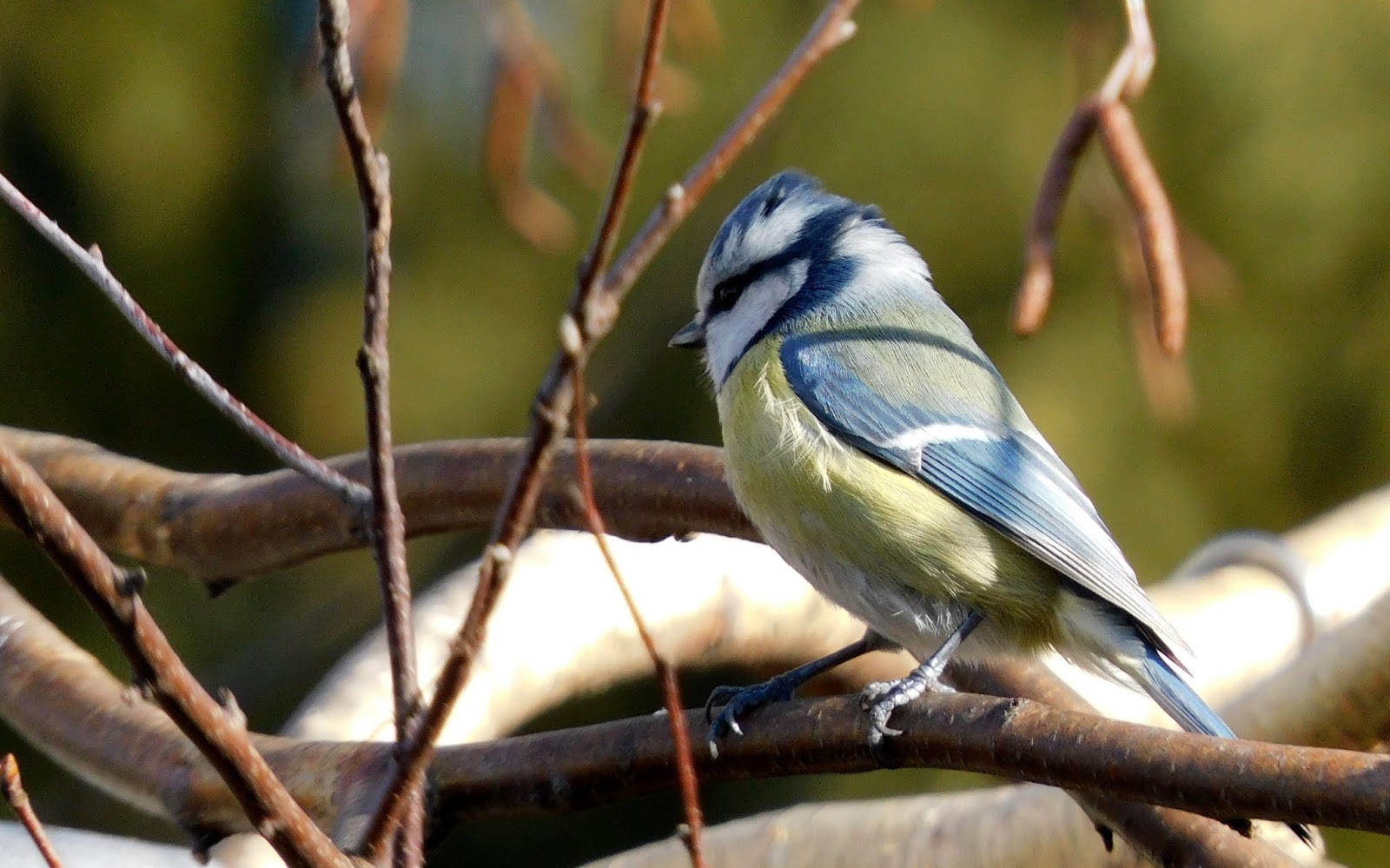 Lukrecjowy ogród: Ptaki w ogrodzie