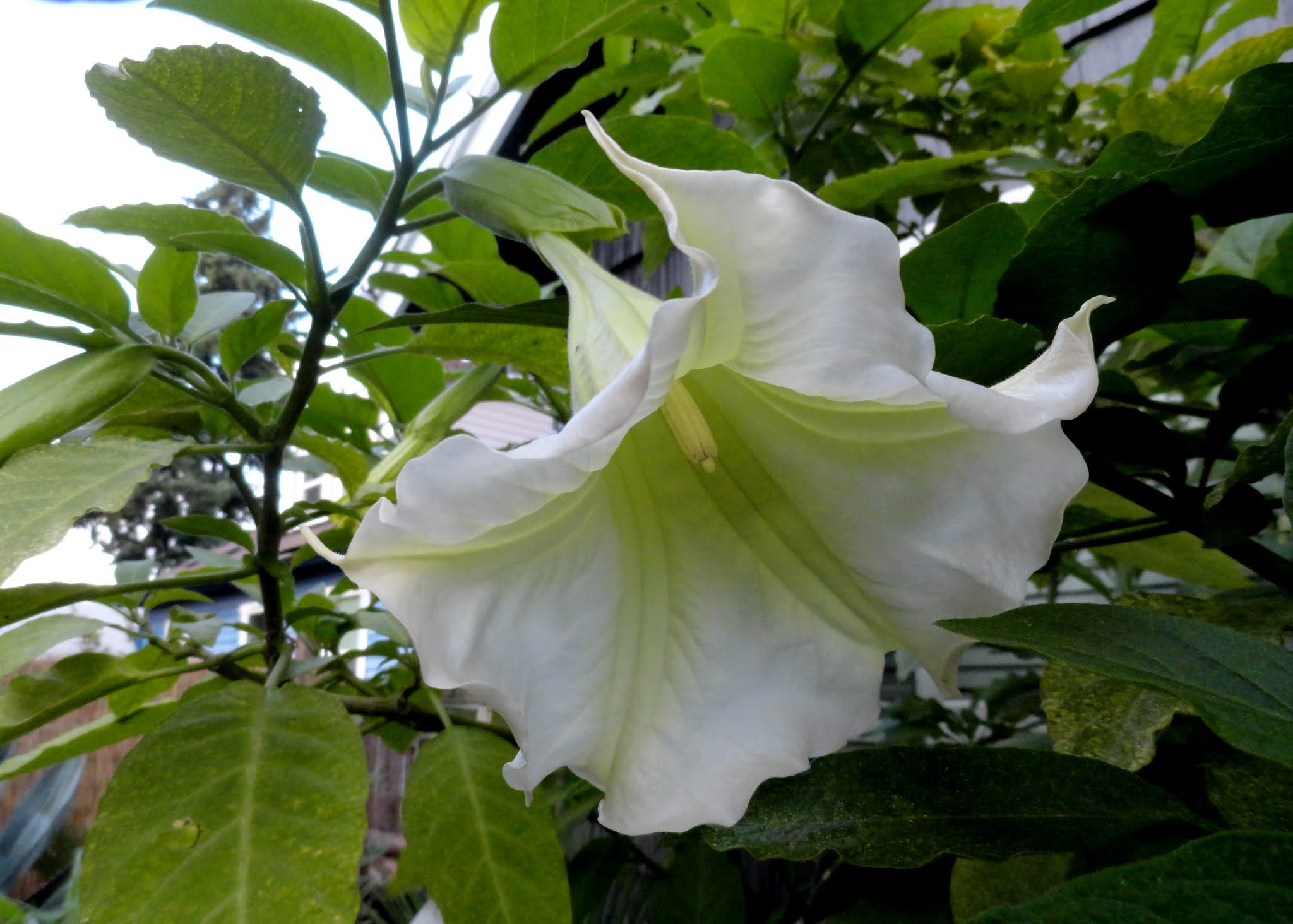 danger garden: A visit to Felony Flats Botanical Garden...